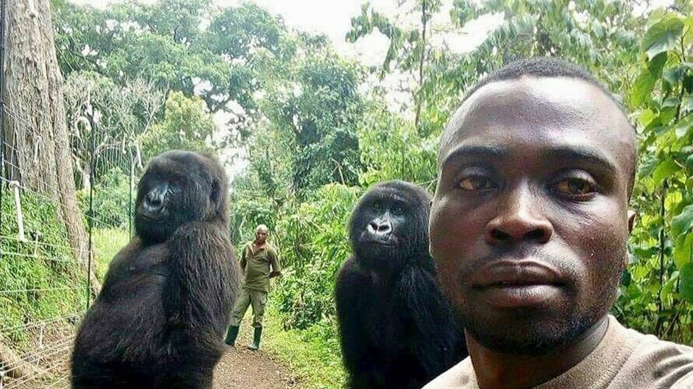 Orphaned Gorillas pose for selfie with anti-Poaching rangers in Congo ...